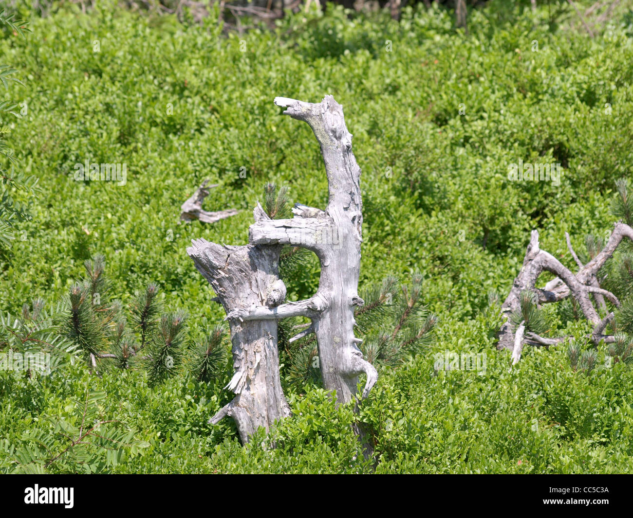 forest decline at mountain Osser, Bavarian Forest, Germany ...