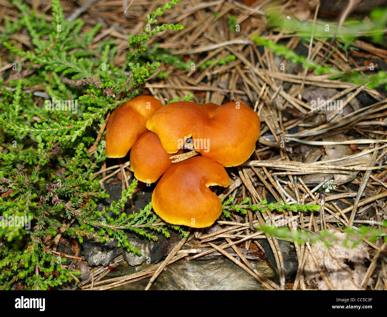 mushroom, fungus / Pilz Stock Photo - Alamy