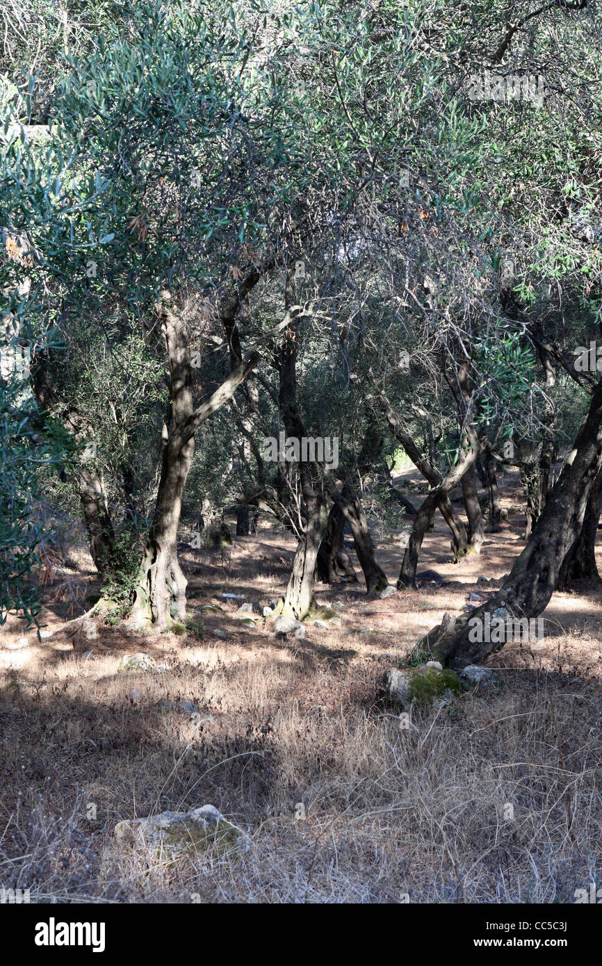 Olive trees in a grove or plantation on Corfu Greece Stock Photo - Alamy