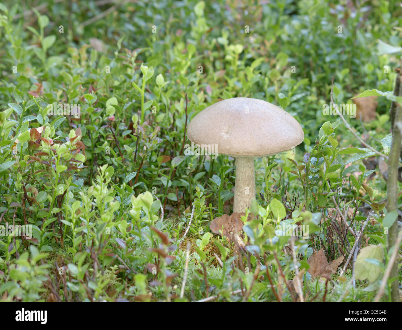 birch bolete on woodground / Leccinum scabrum / Birkenpilz auf ...