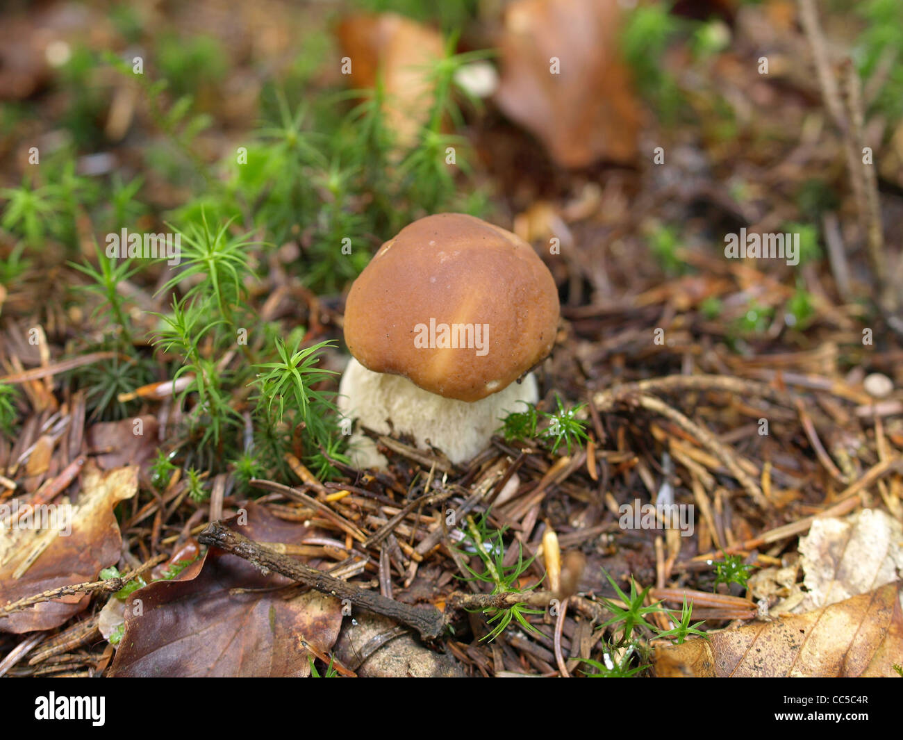 Gemeiner steinpilz hi-res stock photography and images - Alamy