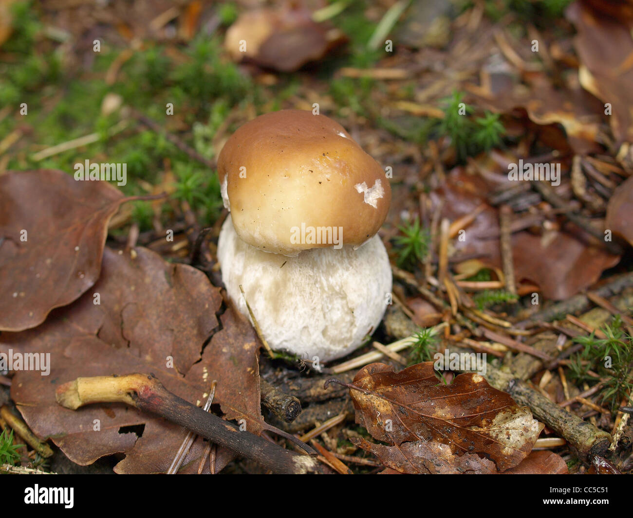 Gemeiner steinpilz hi-res stock photography and images - Alamy