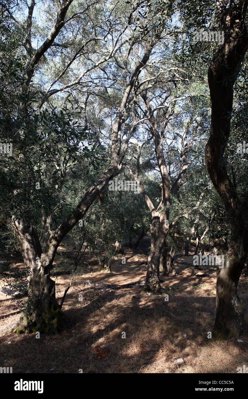 Olive trees in a grove or plantation on Corfu Greece Stock Photo - Alamy