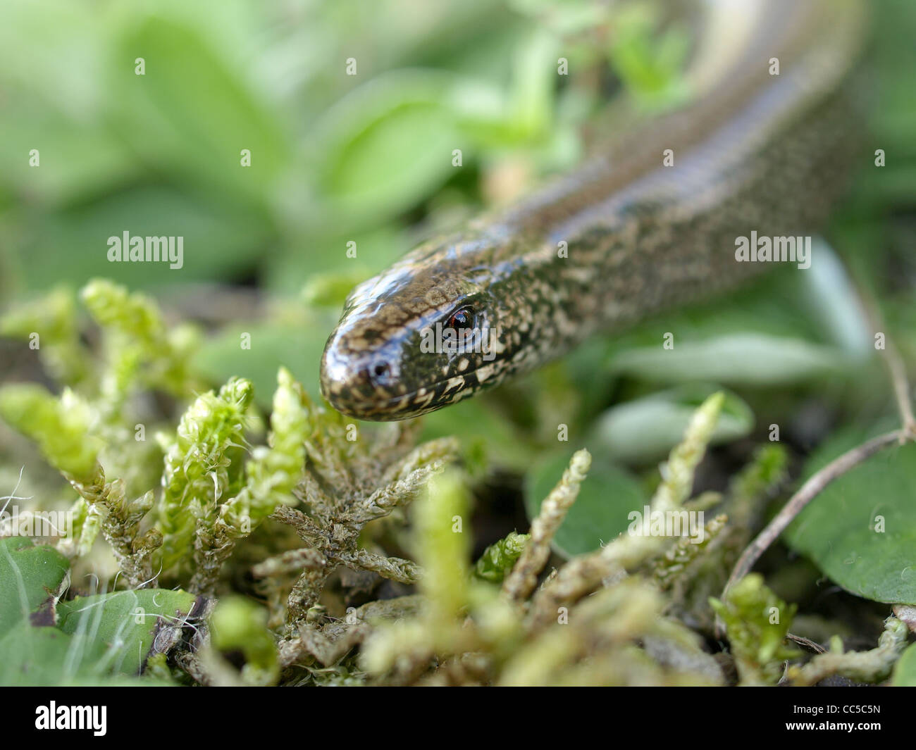 blindworm / Anguis fragilis / Blindschleiche Stock Photo - Alamy