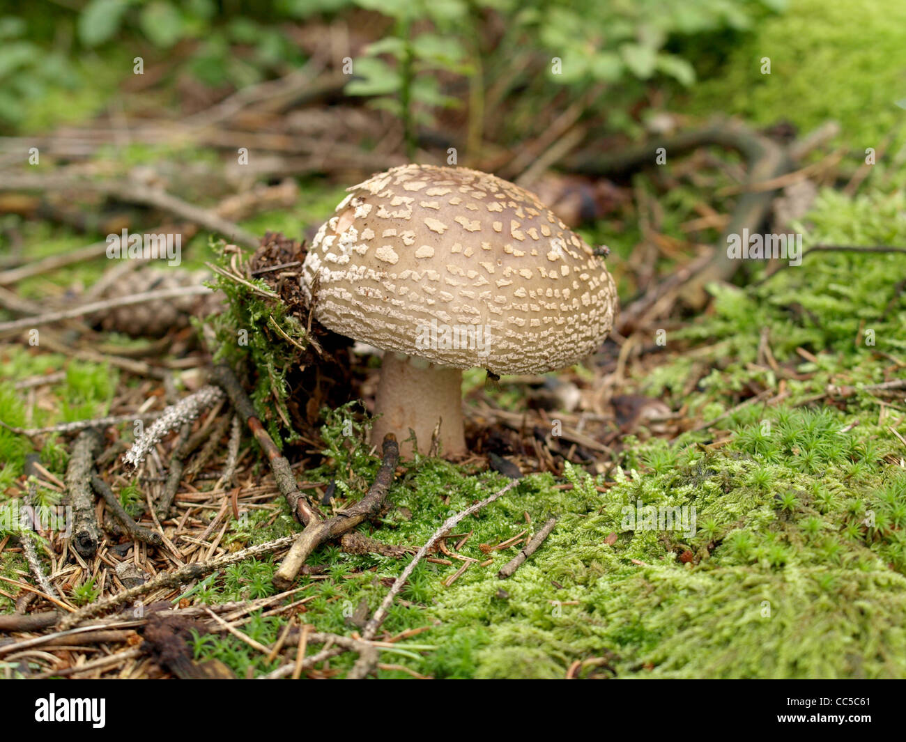 mushroom, fungus / Pilz Stock Photo - Alamy