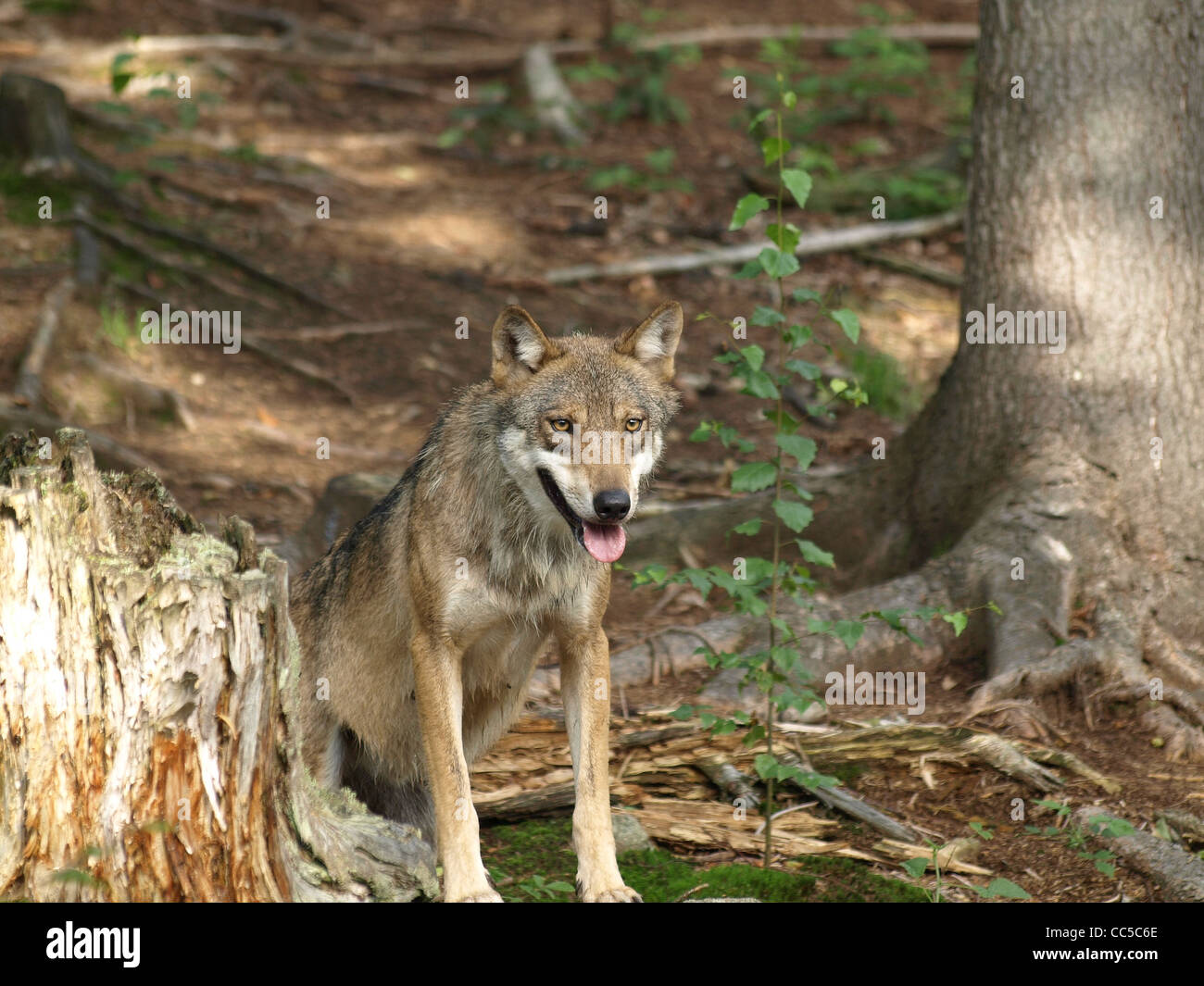 Gray wolf, NP national park Bavarian Forest, Germany / Canis lupus ...