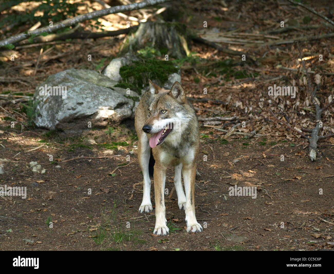 Gray wolf, NP national park Bavarian Forest, Germany / Canis lupus ...