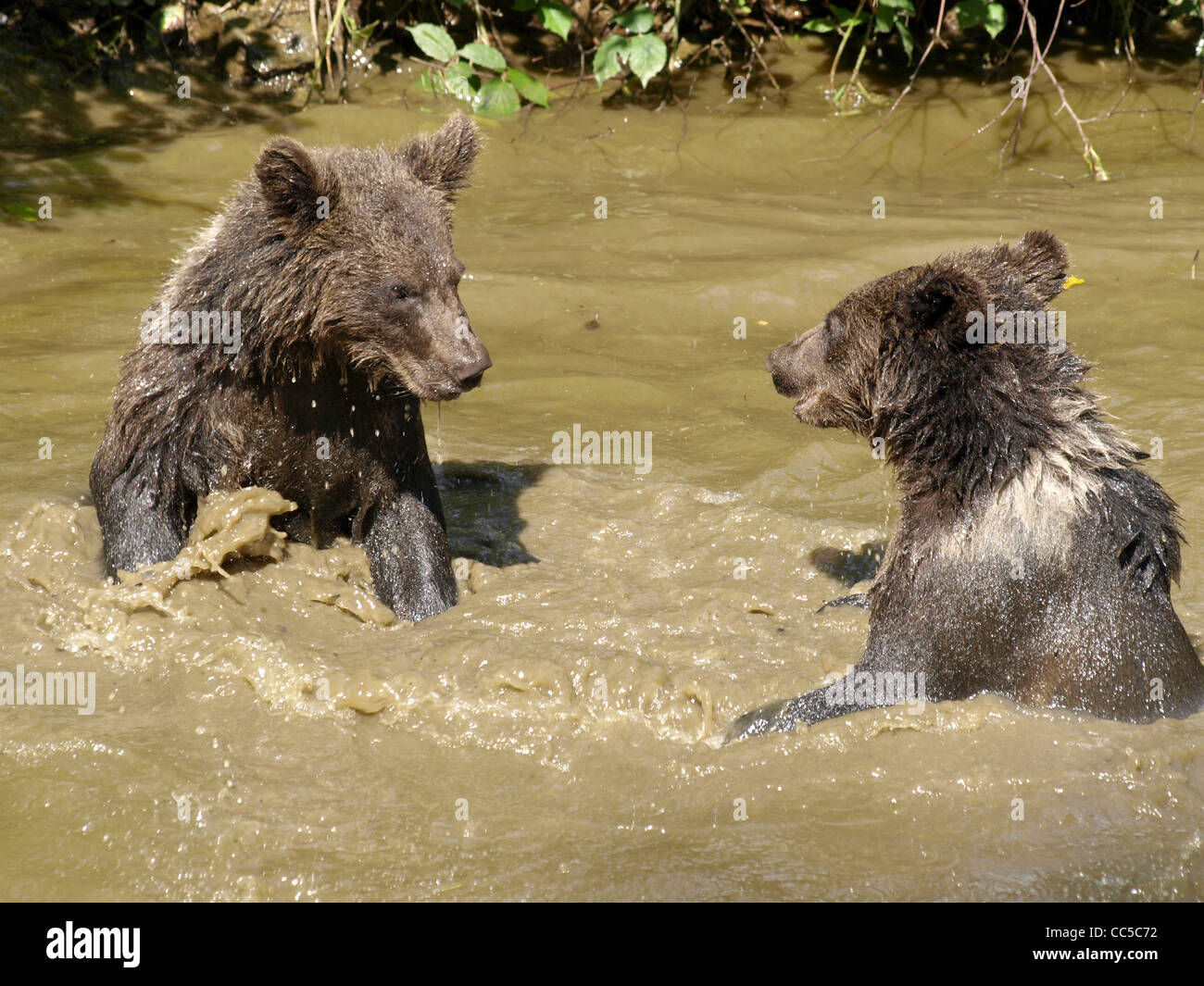 Brown bears in the NP national park Bavarian Forest / Ursus arctos ...