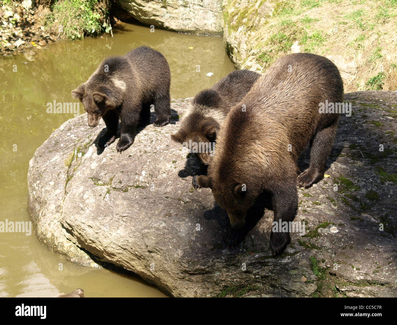 Brown bears in the NP national park Bavarian Forest / Ursus arctos ...