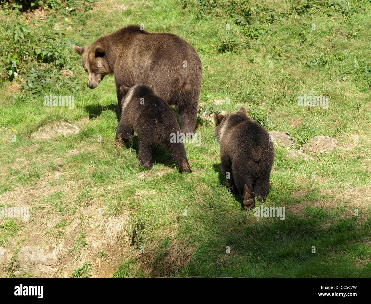 Brown bears in the NP national park Bavarian Forest / Ursus arctos ...