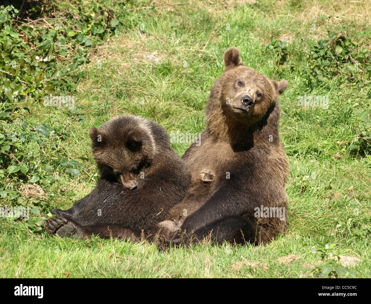 Brown bears in the NP national park Bavarian Forest / Ursus arctos ...