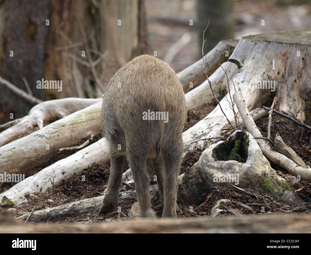 wild boar in the NP national park Bavarian Forest, Germany / Sus scrofa ...