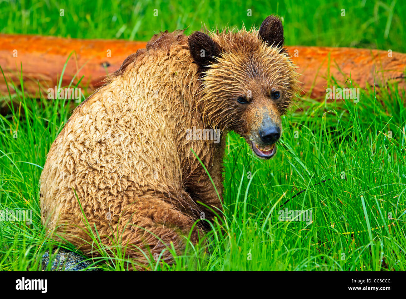 Cute Grizzly Bears Eating Cub
