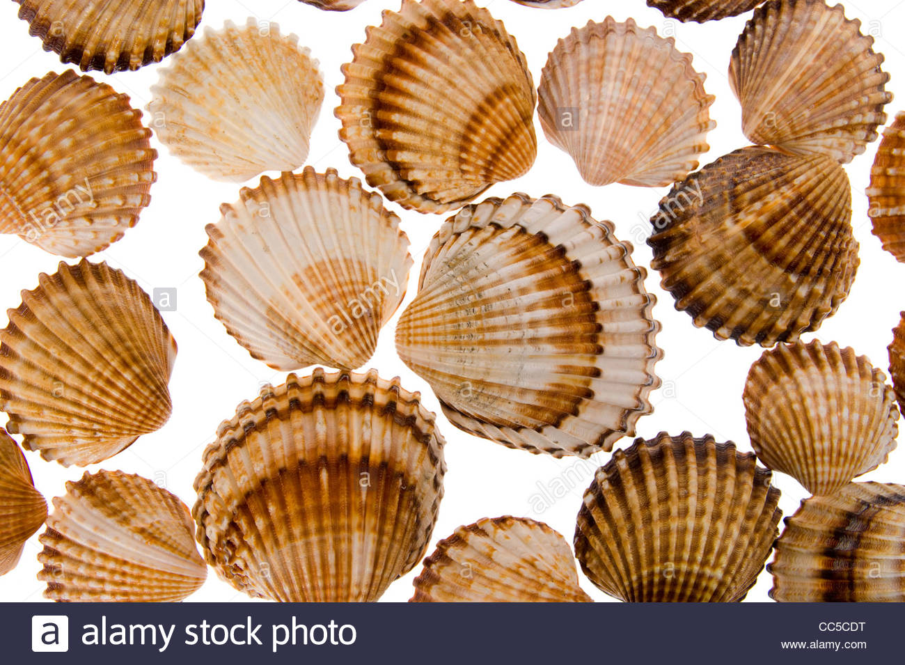 Seashell Background Stock Photos & Seashell Background Stock Images - Alamy