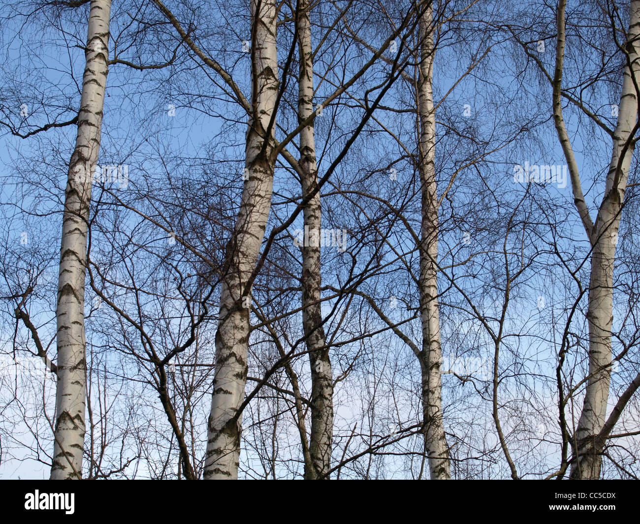 Birch trees in winter hi-res stock photography and images - Alamy