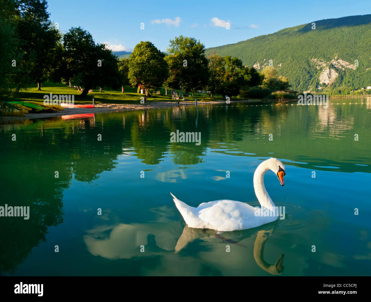 White swan swimming on Lac D'Aiguebelette in the Avant Pays Savoyard ...