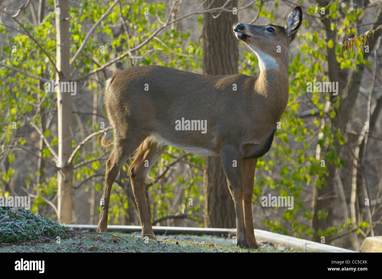 White tailed deer looking up a tree on a frosty morning from a Toronto ...