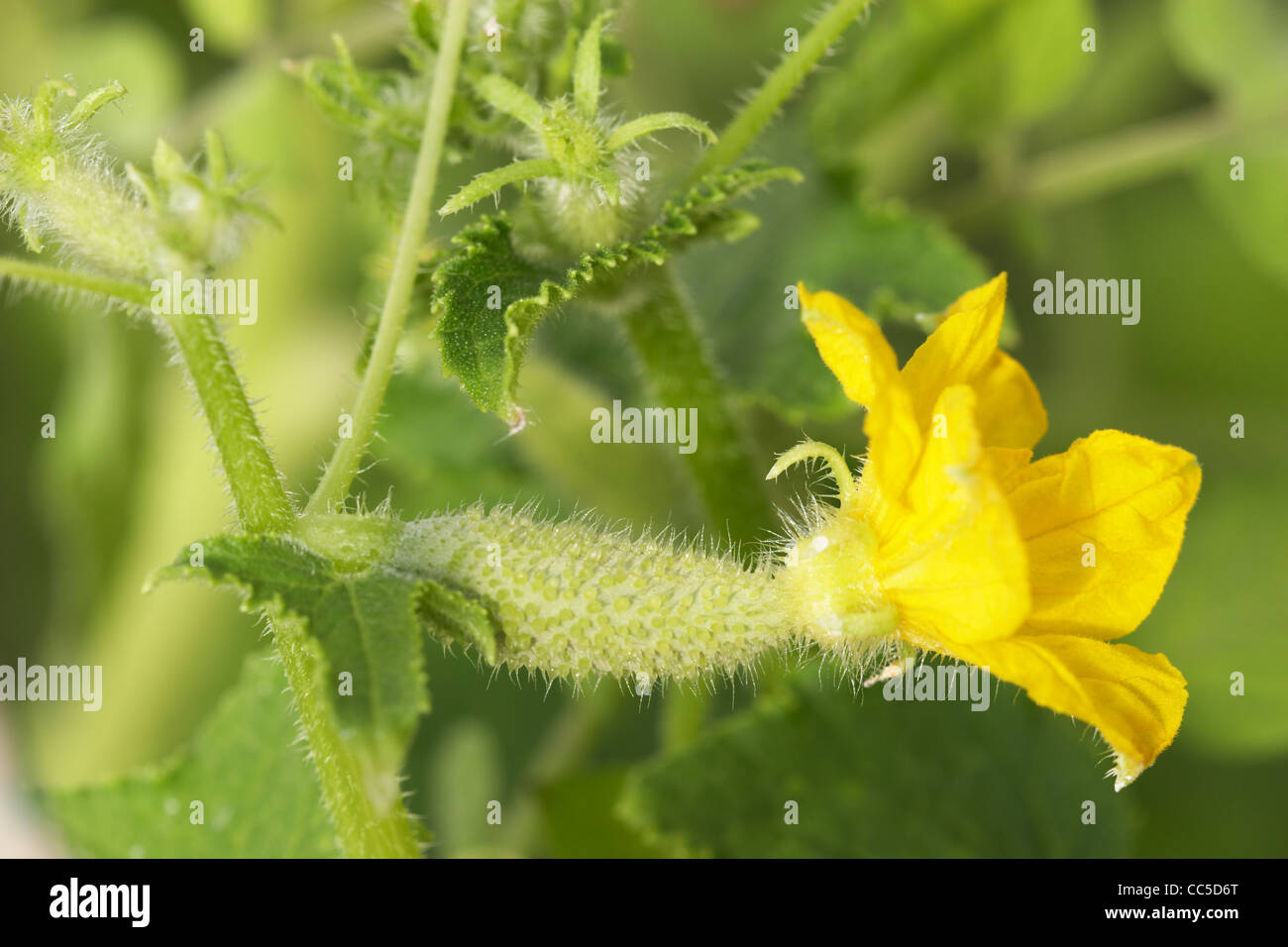 Vegetable gherkin branch green hi-res stock photography and images - Alamy