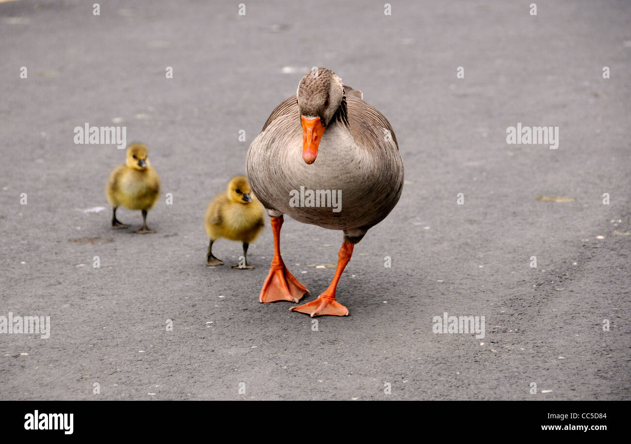 Goslings following mother hi-res stock photography and images - Alamy