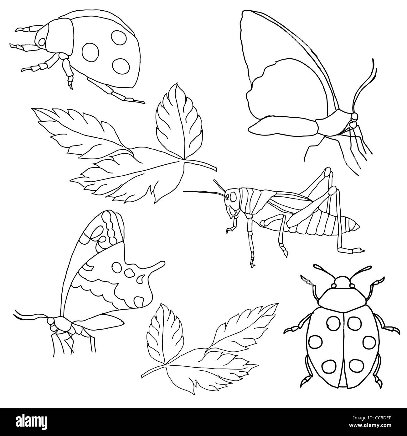 Ladybird isolated on white Black and White Stock Photos & Images - Alamy