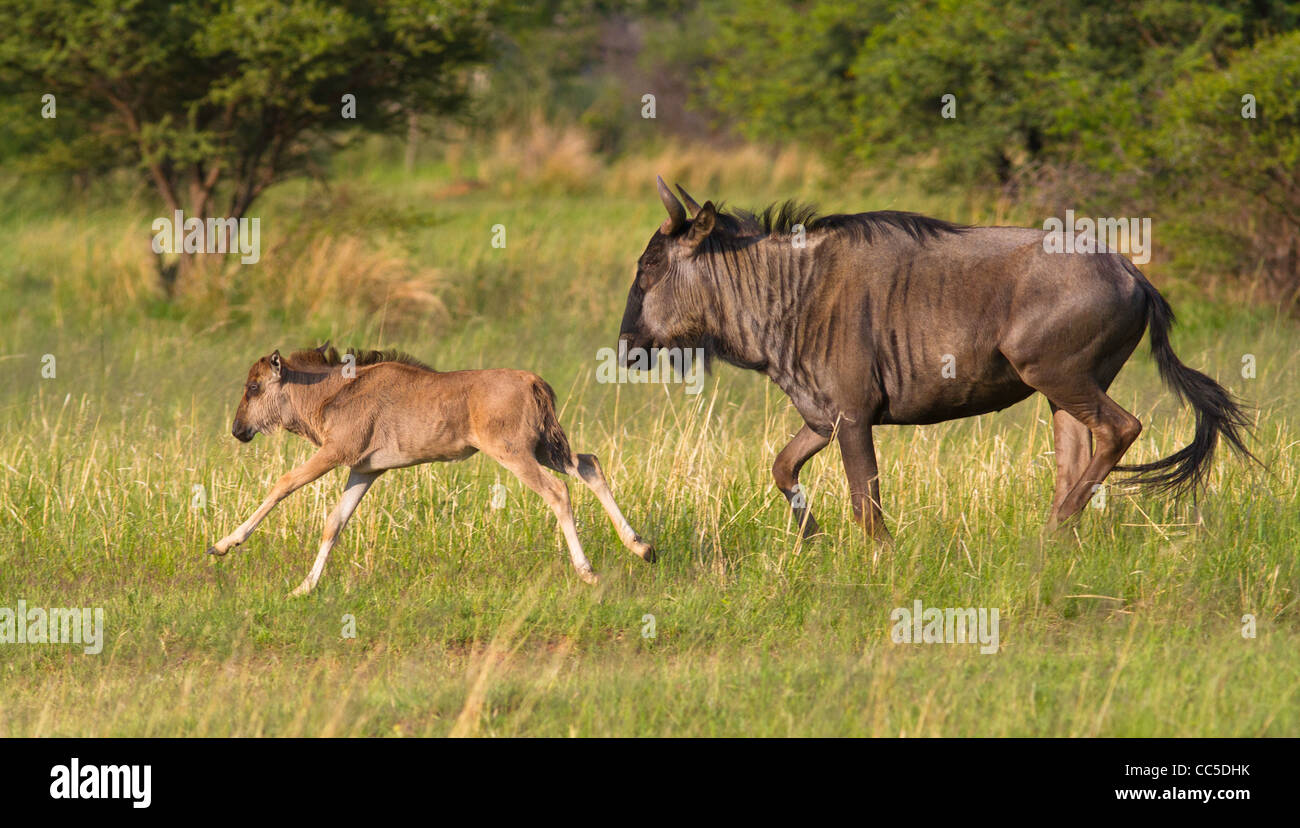 blue wildebeest running Stock Photo - Alamy