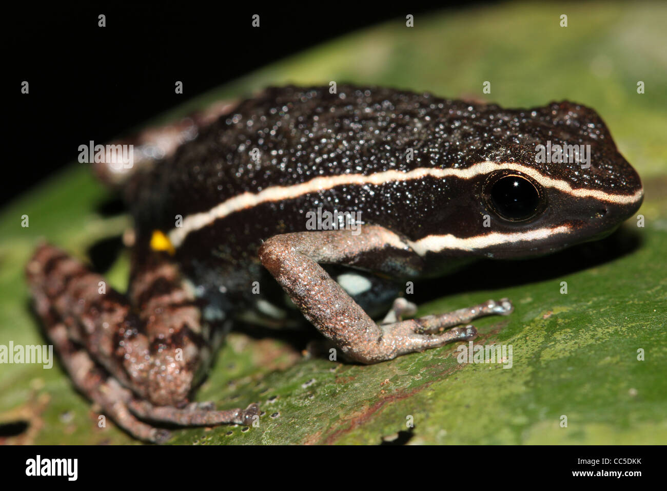 Amazon rainforest poison frog hi-res stock photography and images - Alamy