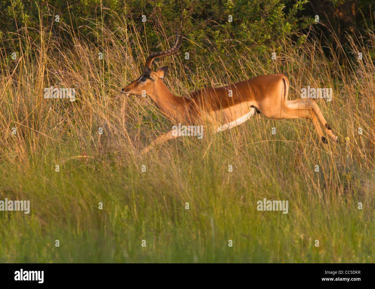 Impala running hi-res stock photography and images - Alamy