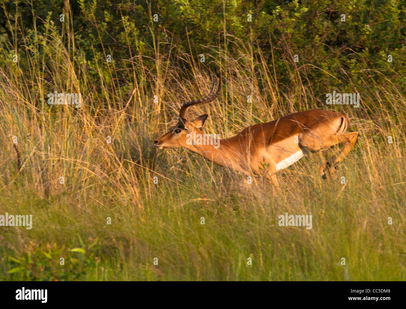 Running impala hi-res stock photography and images - Alamy