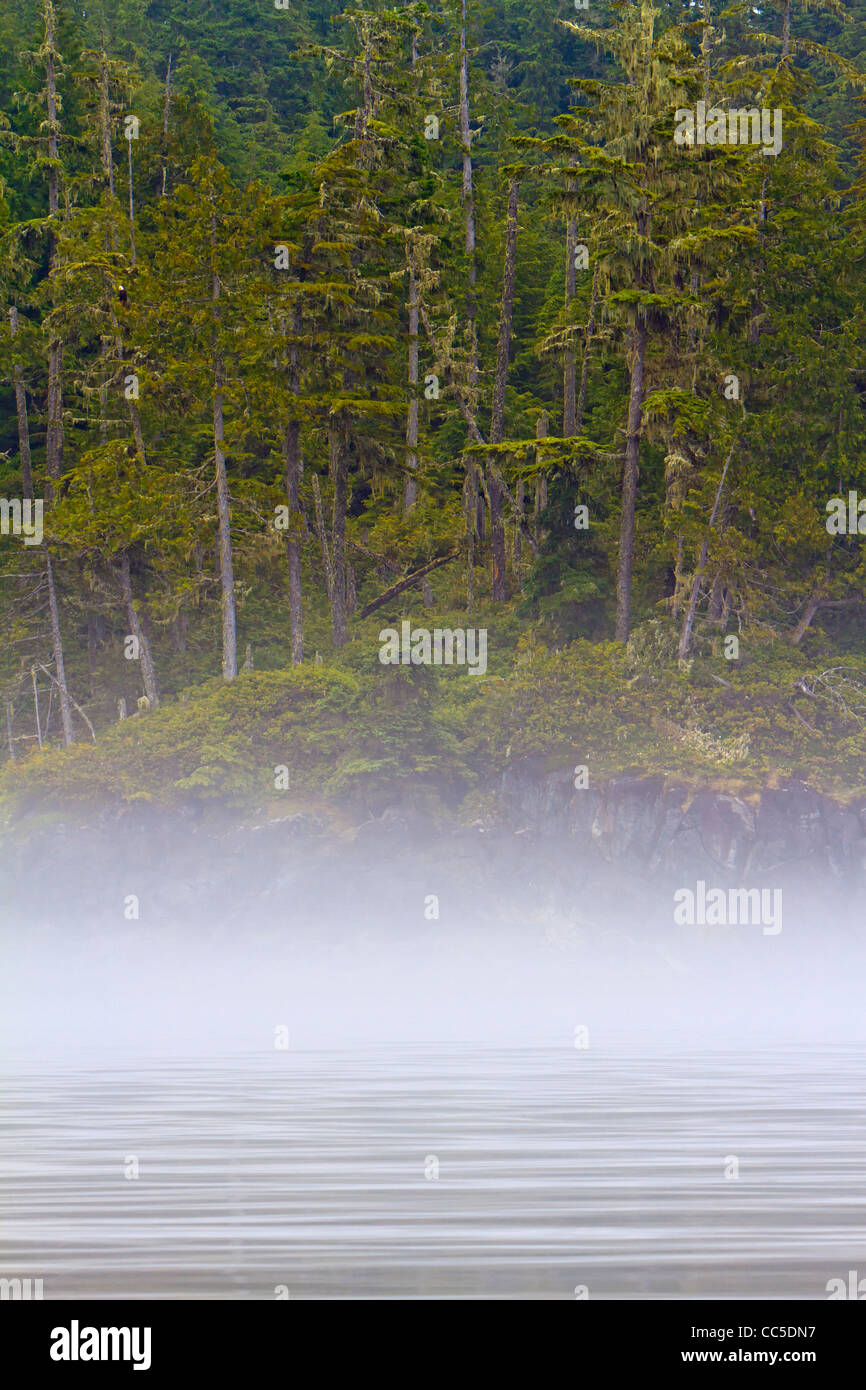 Fog along the coast of the Great Bear Rainforest coast in British ...