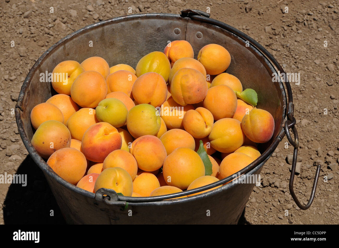 California apricot orchard hi-res stock photography and images - Alamy