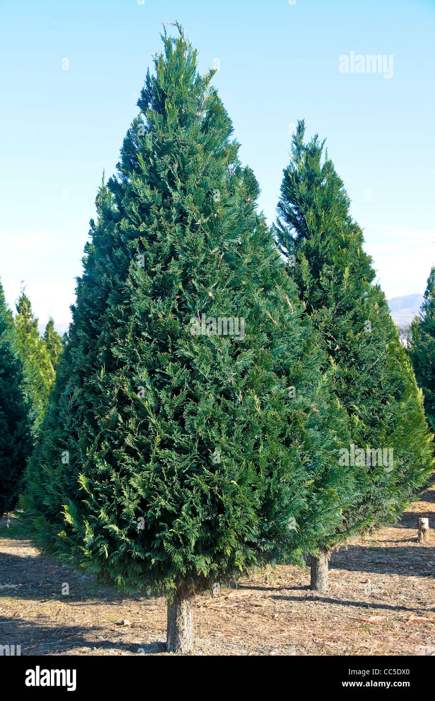 Christmas tree farm blue hi-res stock photography and images - Alamy
