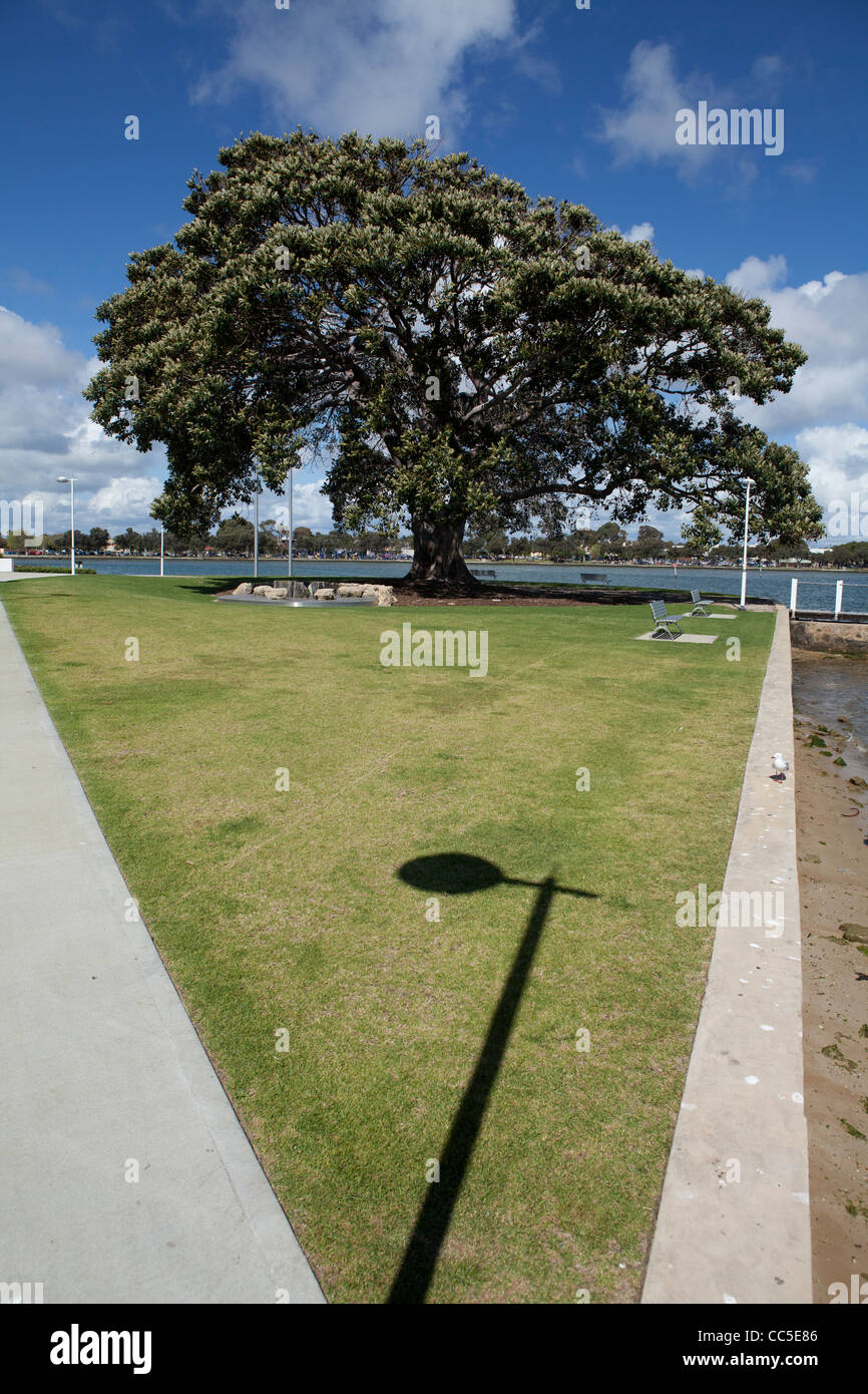Old tree in Mandurah, Western Australia Stock Photo - Alamy
