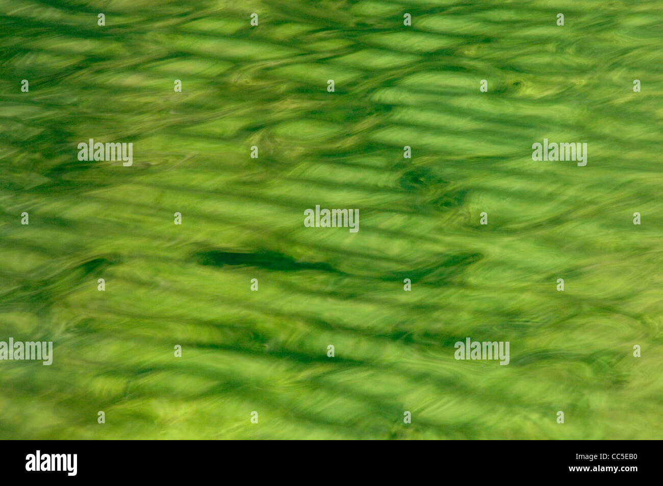Reflections on the surface of Coal Lake in the Mount Baker-Snoqualmie ...