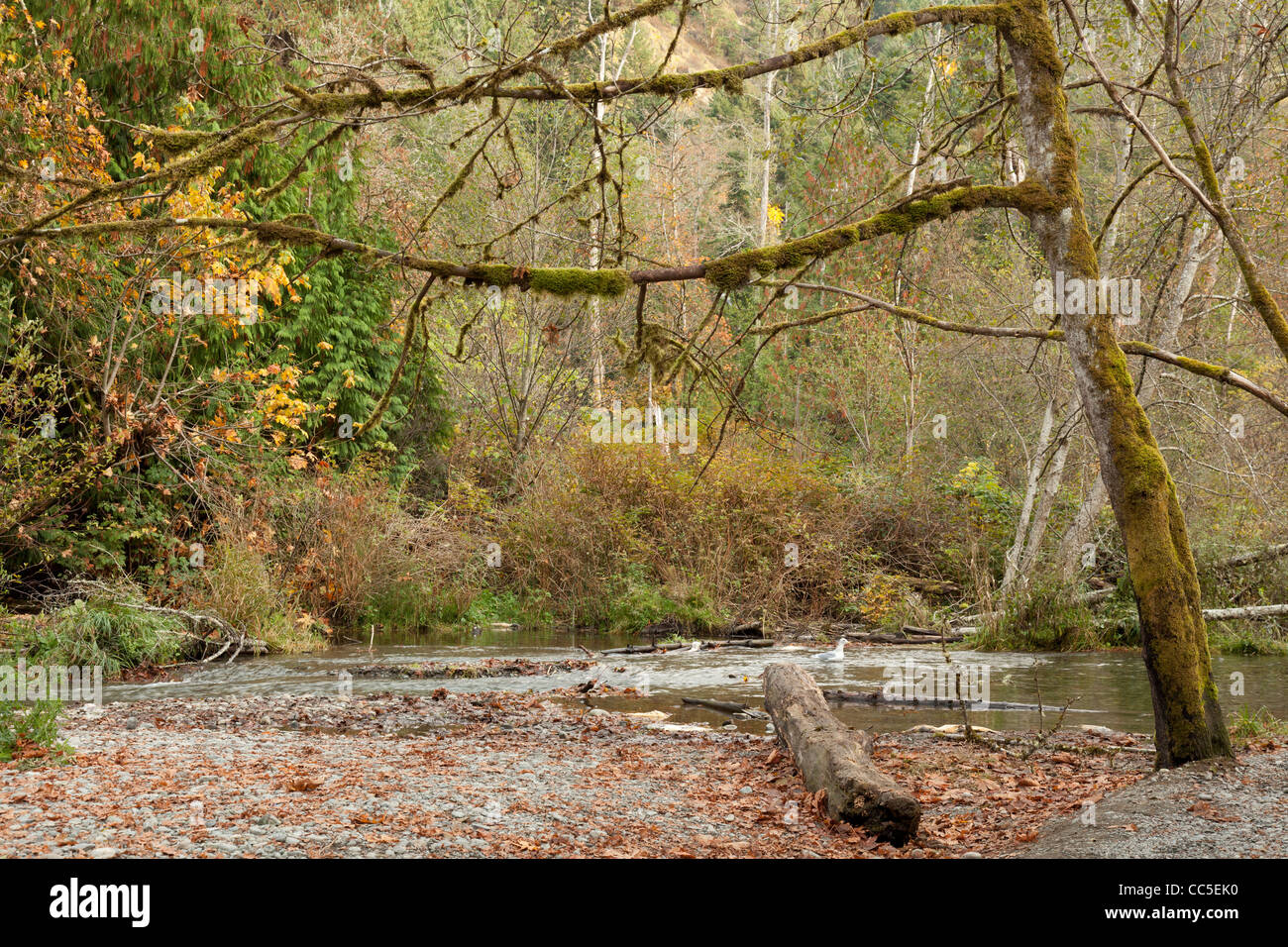Autumn in Goldstream park. Victoria, BC, Canada Stock Photo - Alamy