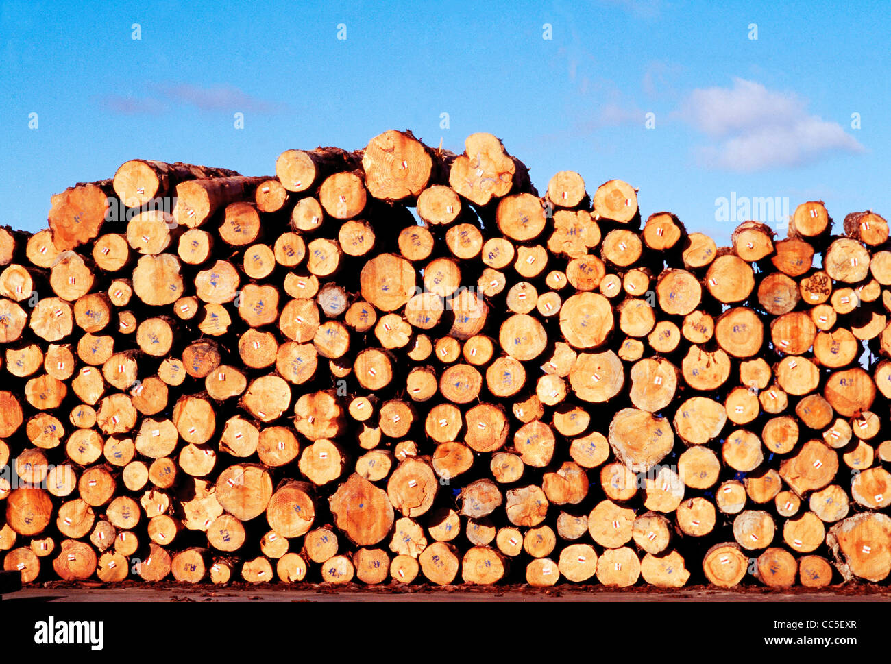 Wood logs piled up in local forestry farm, Marlborough Region, Nelson ...