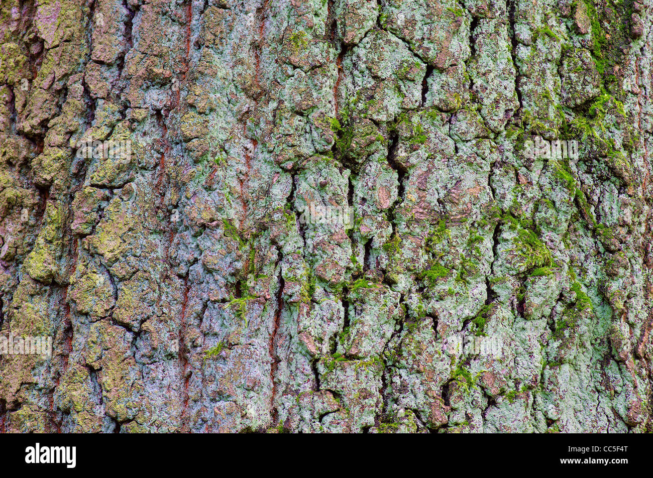 Old oak tree trunk covered with algae and moss Quercus robur Stock ...