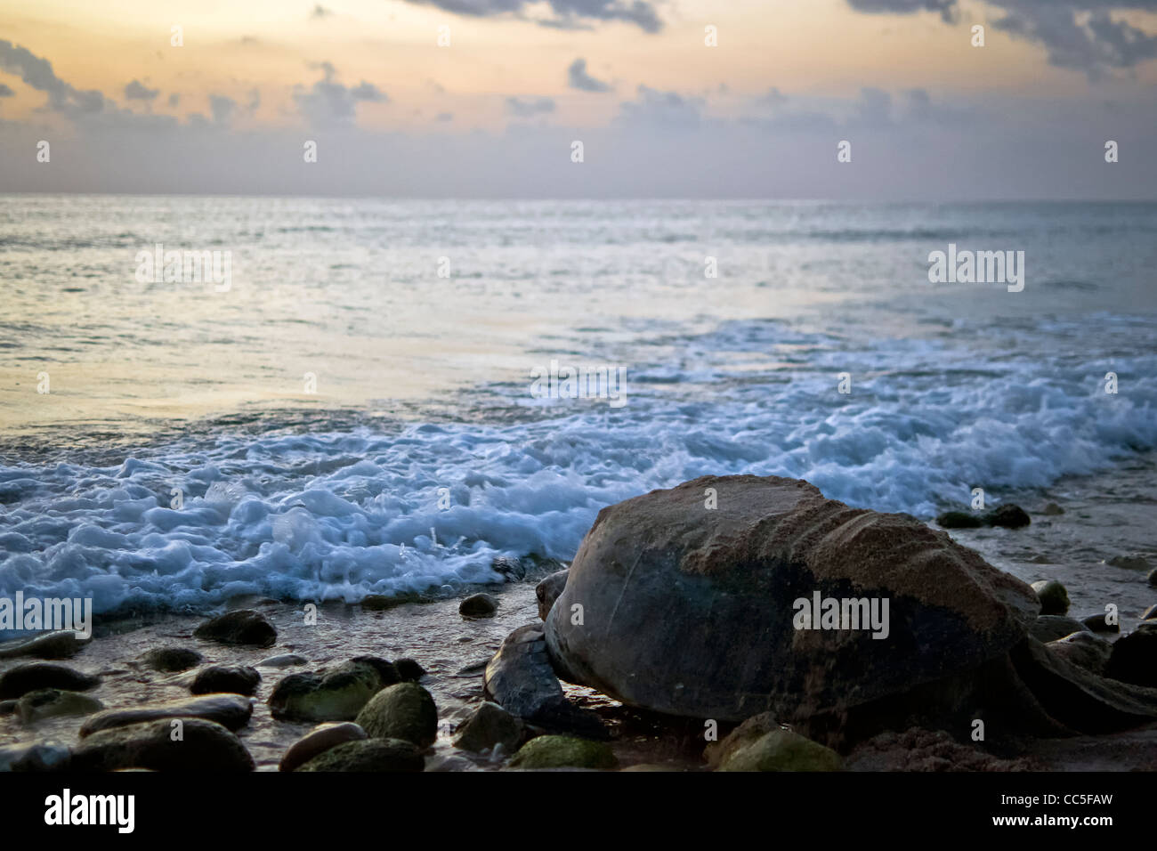 Loggerhead sea turtle eggs hi-res stock photography and images - Alamy