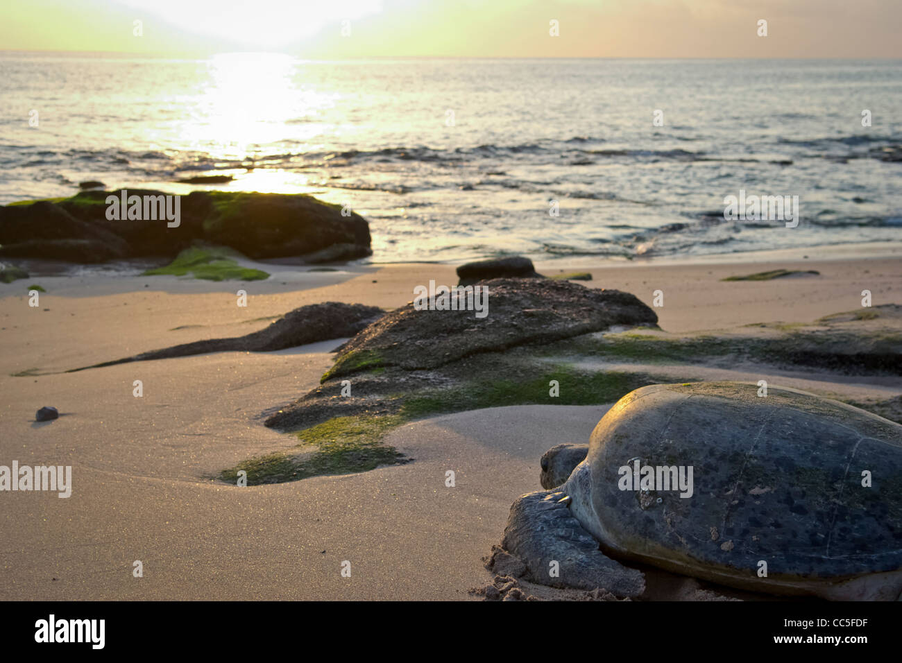 Loggerhead sea turtle eggs hi-res stock photography and images - Alamy