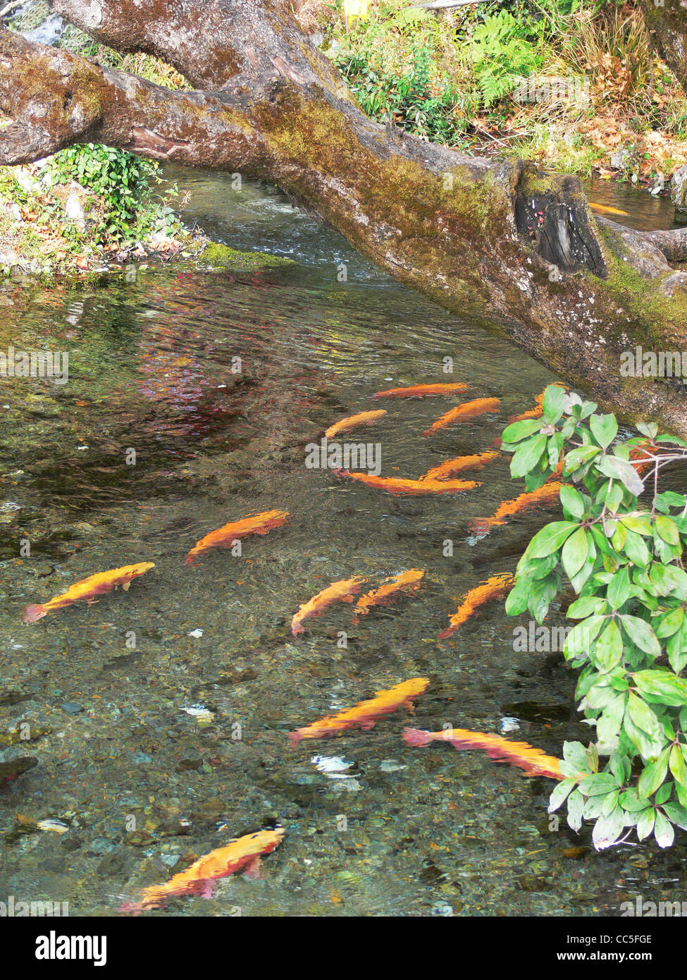 School of fish in The mouth of Divine Spring, Yushui Stockade Scenic ...