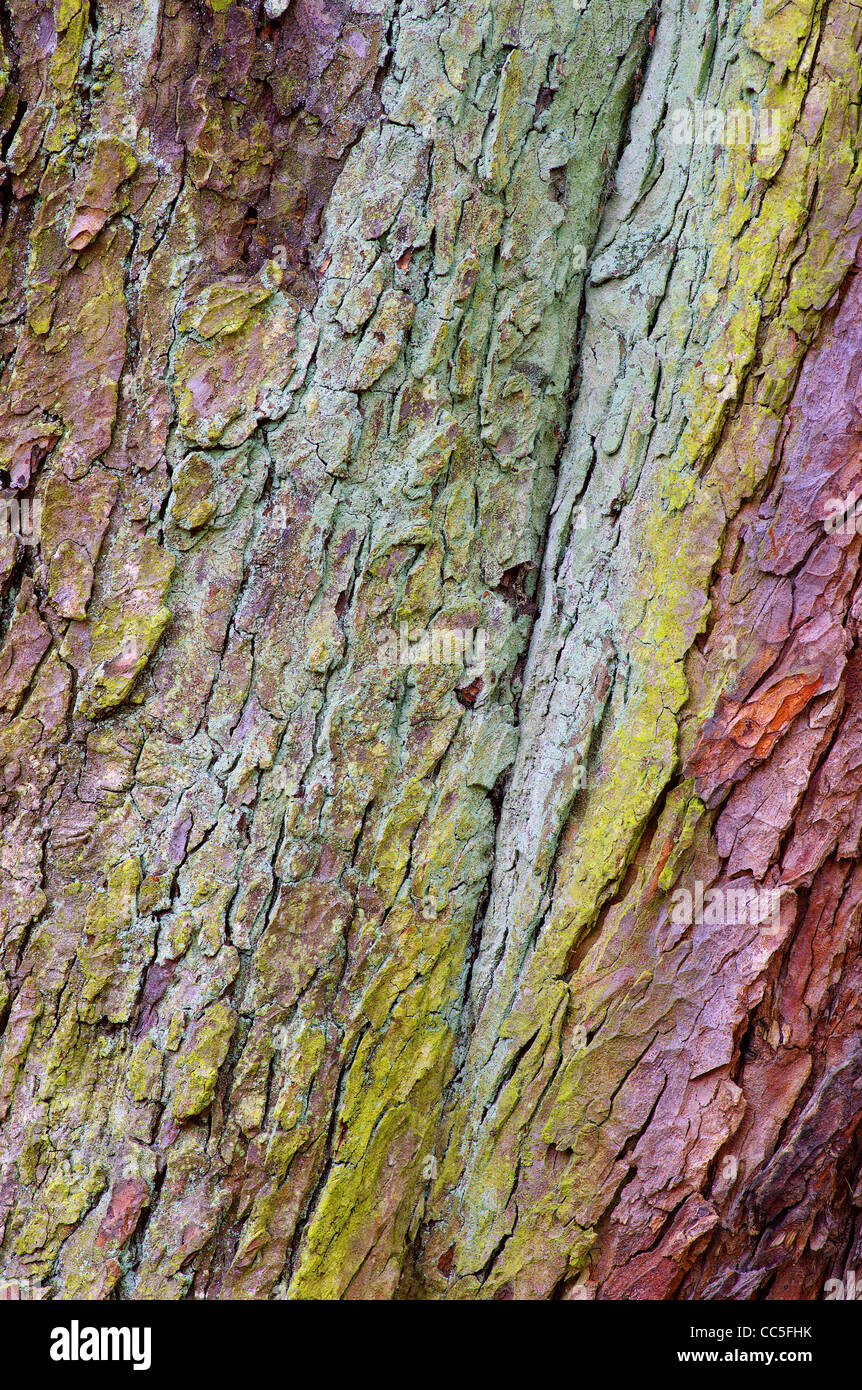 Tree algae hi-res stock photography and images - Alamy