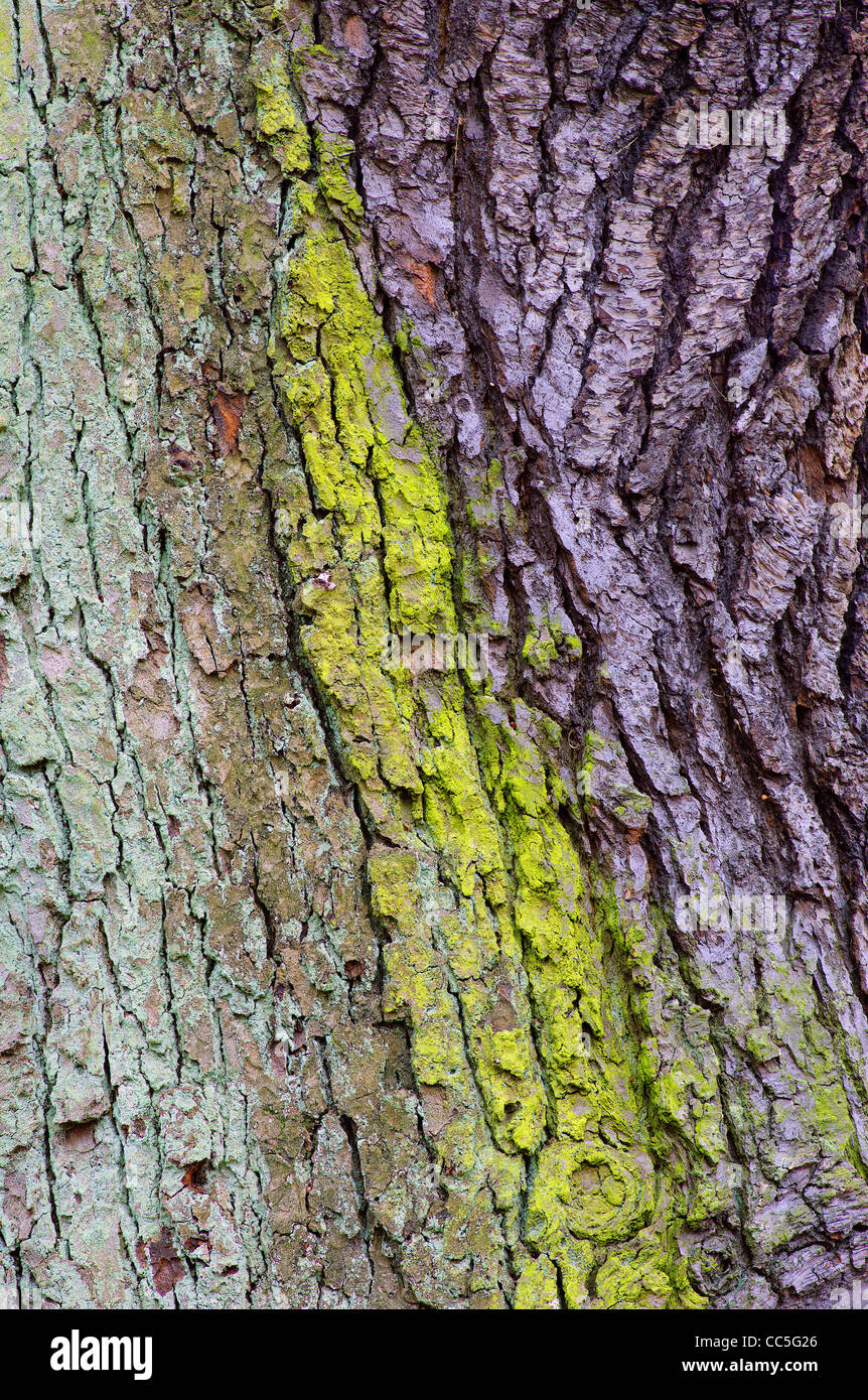 Old oak tree trunk covered with algae Quercus robur Stock Photo - Alamy