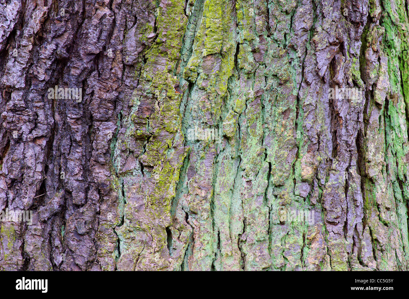 Old oak tree trunk covered with algae Quercus robur Stock Photo - Alamy