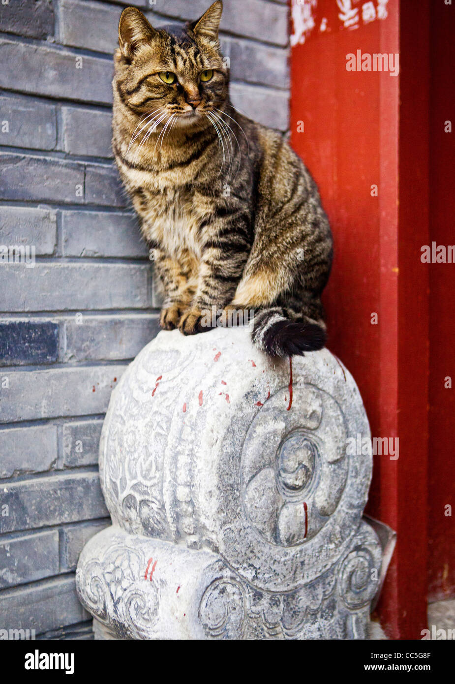 Domestic cat on a Mendun, Beijing, China Stock Photo - Alamy