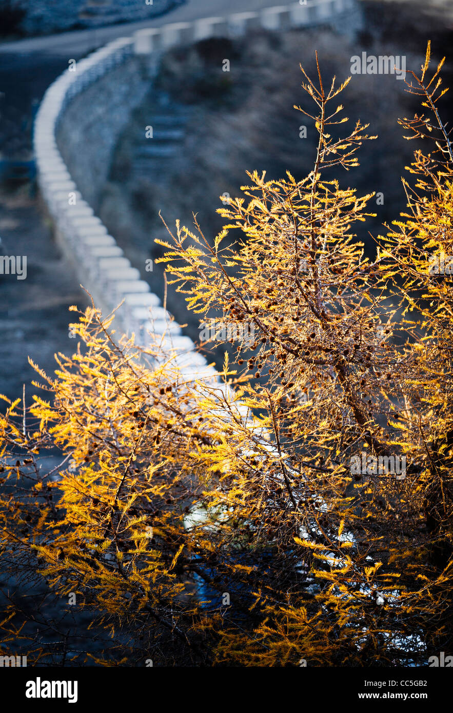 Fall leaves, Wuling Mountain, Beijing, China Stock Photo - Alamy