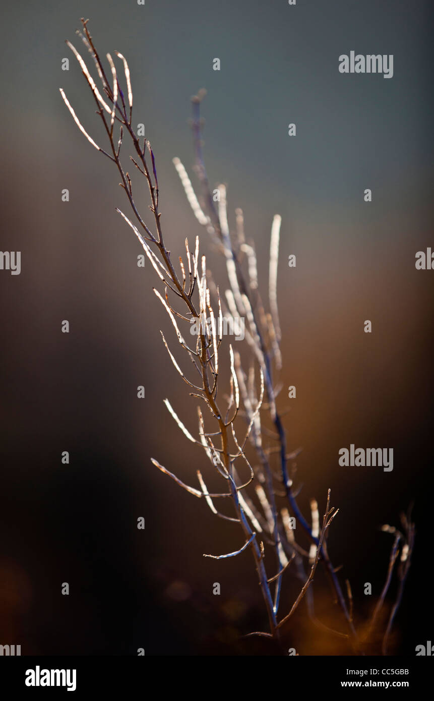 Bare branch, Wuling Mountain, Beijing, China Stock Photo - Alamy