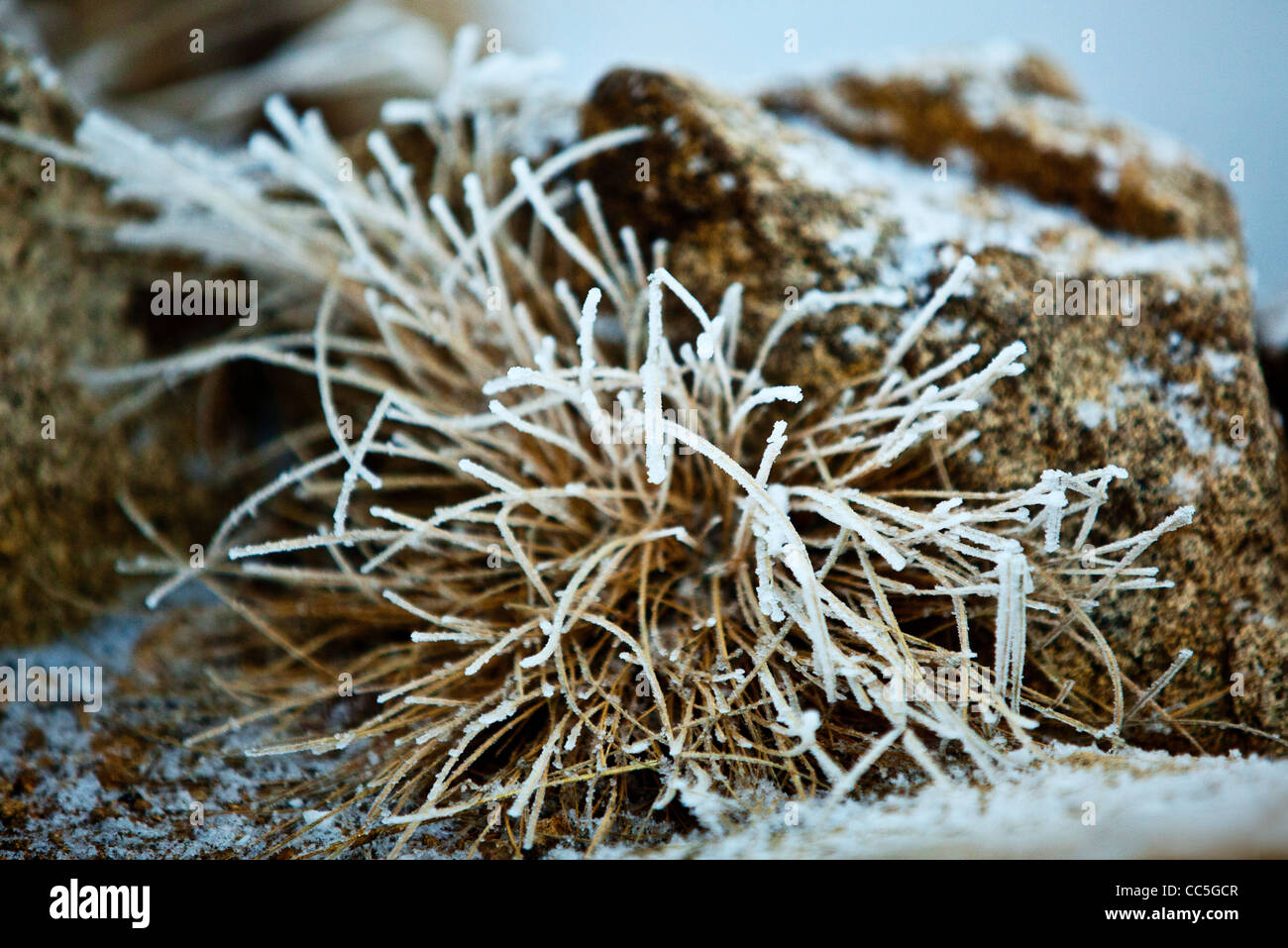 Ice-rimmed grass, Wuling Mountain, Beijing, China Stock Photo - Alamy