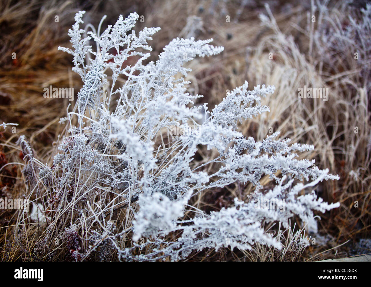 Ice-rimmed shrubbery, Wuling Mountain, Beijing, China Stock Photo - Alamy
