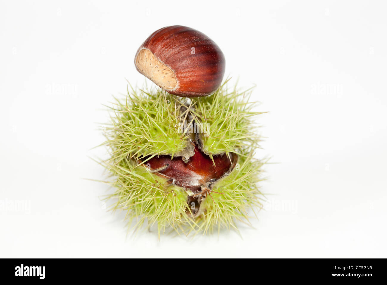 sweet chestnuts inside opening on white background Stock Photo - Alamy