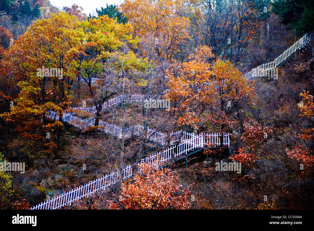Fall leaves, Wuling Mountain, Beijing, China Stock Photo - Alamy