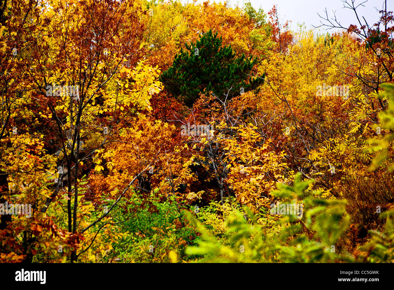 Fall leaves, Wuling Mountain, Beijing, China Stock Photo - Alamy